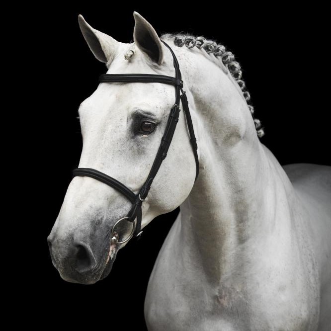 Elite Stallions - Stallions Discipline