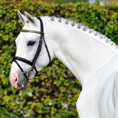 Elite Stallions - Stallions Discipline