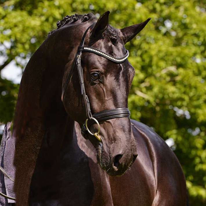 Elite Stallions - Stallions Discipline