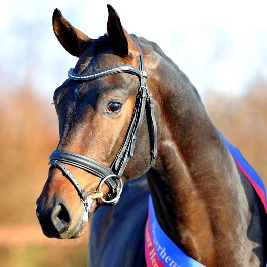 Elite Stallions - Stallions Discipline