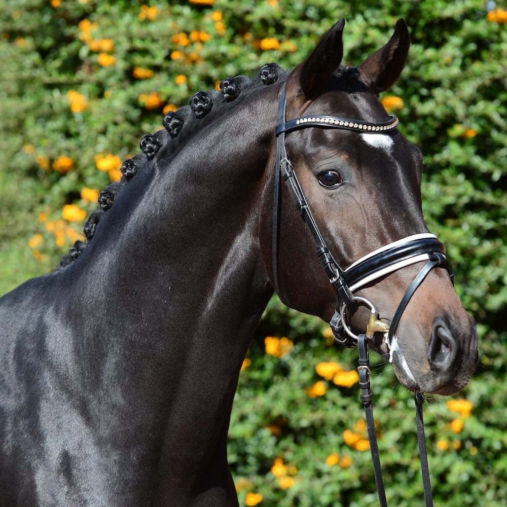 Elite Stallions - Stallions Discipline