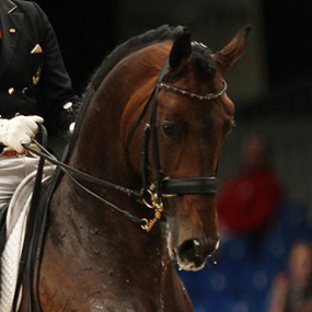 Elite Stallions - Stallions Discipline