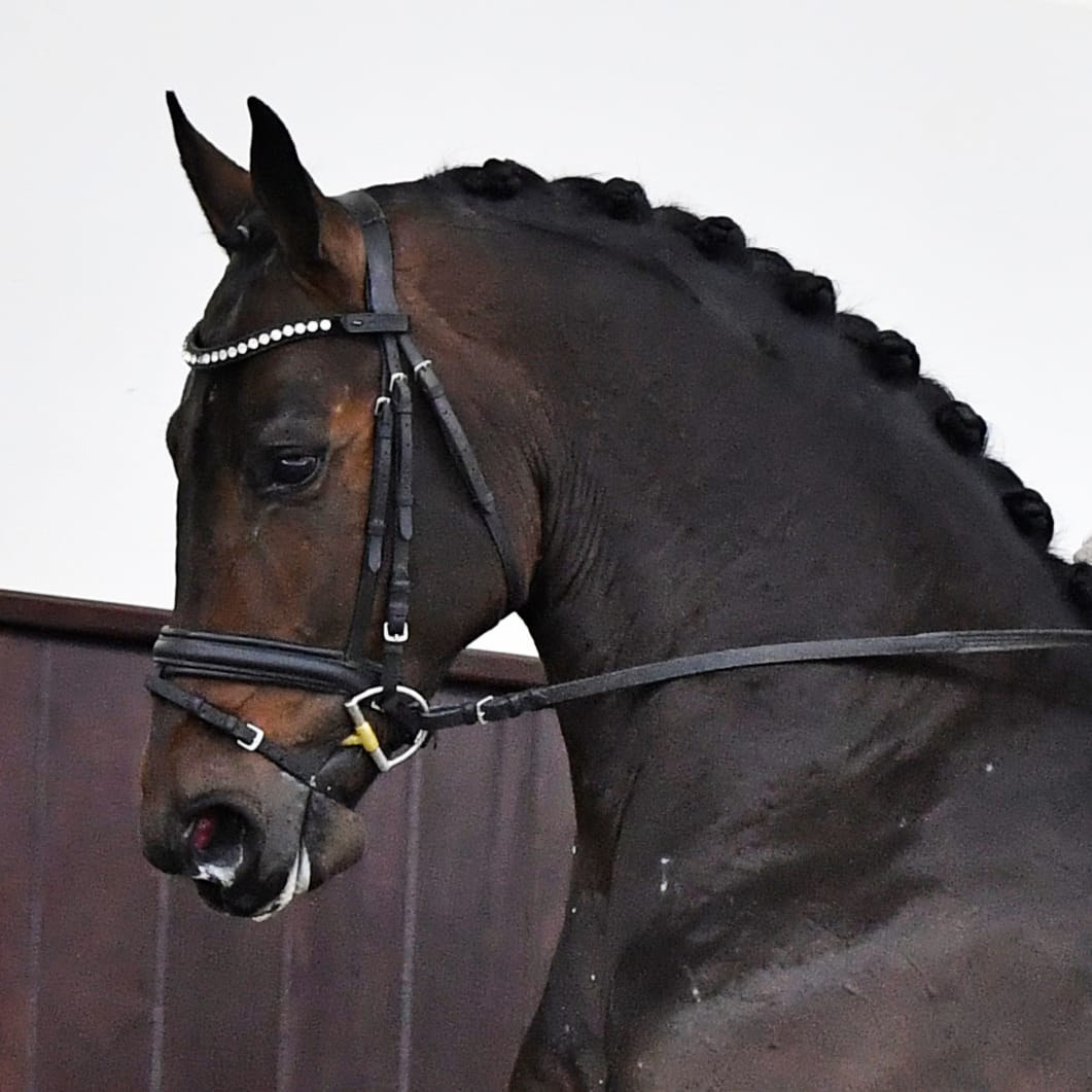 Elite Stallions - Stallions Discipline