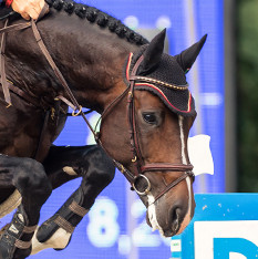 Elite Stallions - Stallions Discipline