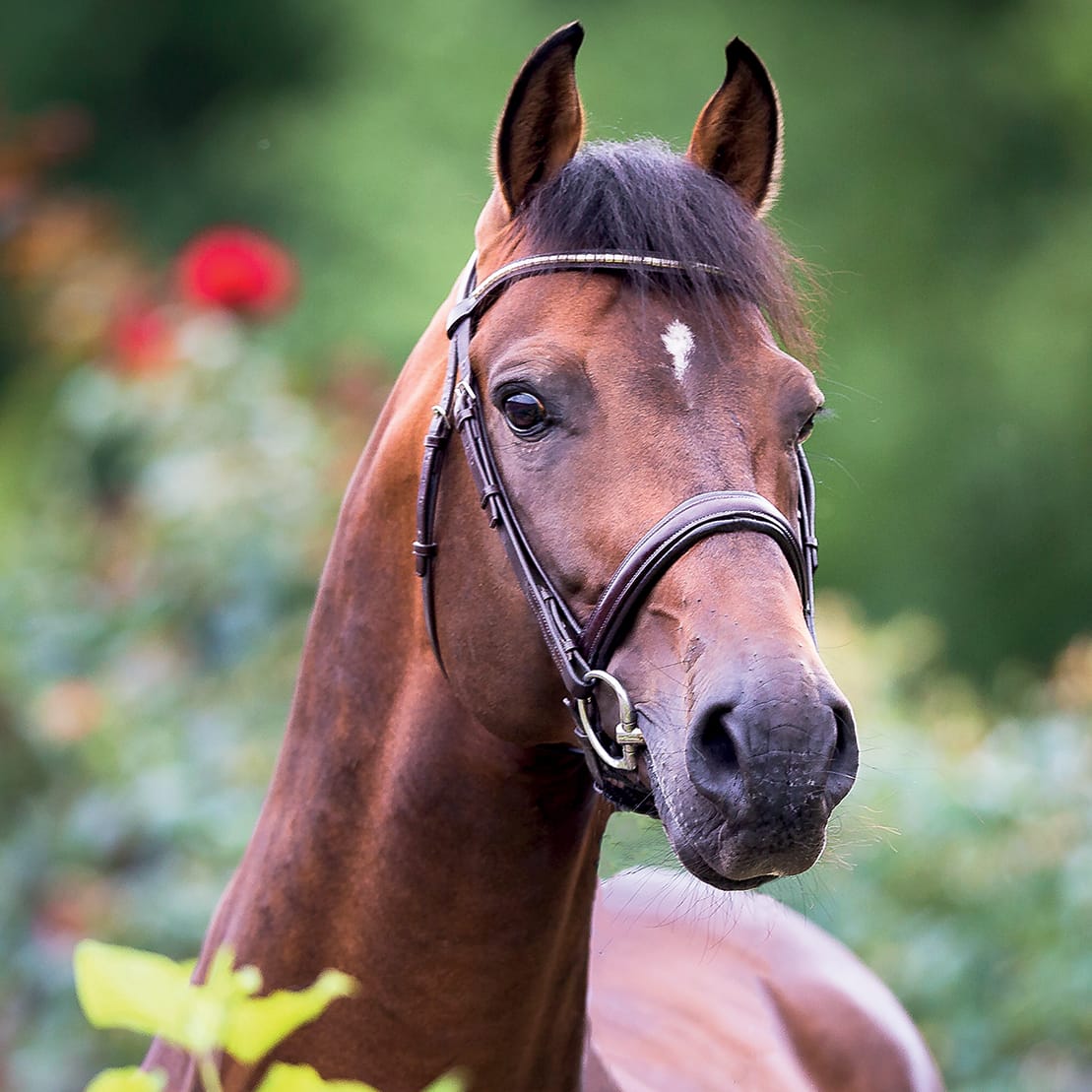 Elite Stallions - Stallions Discipline