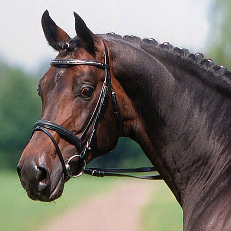 Elite Stallions - Stallions Discipline