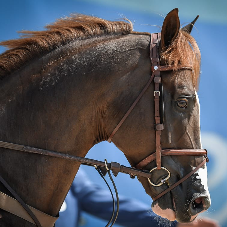 Elite Stallions - Stallions Discipline