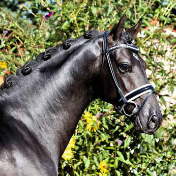 Elite Stallions - Stallions Discipline