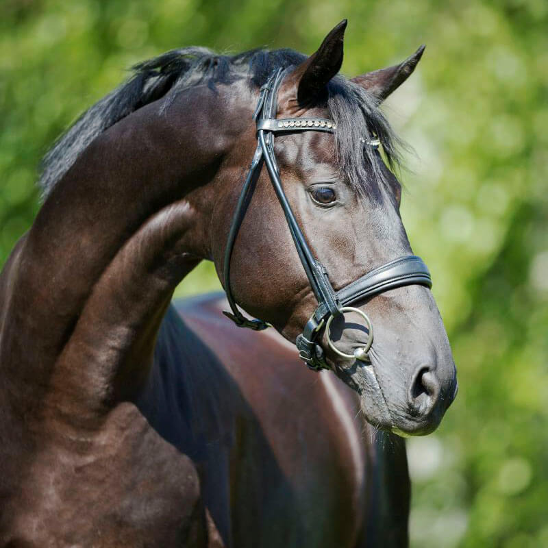 Elite Stallions - Stallions Discipline