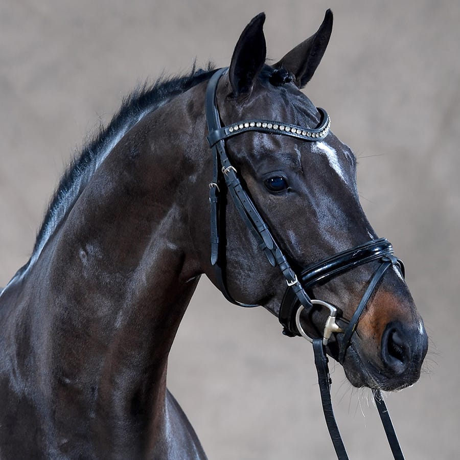 Elite Stallions - Stallions Discipline