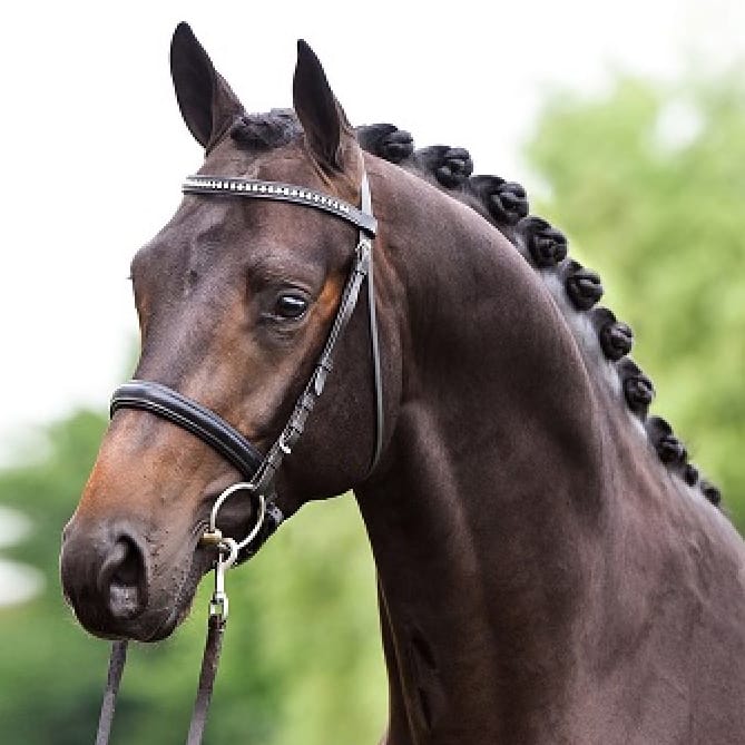 Elite Stallions - Stallions Discipline