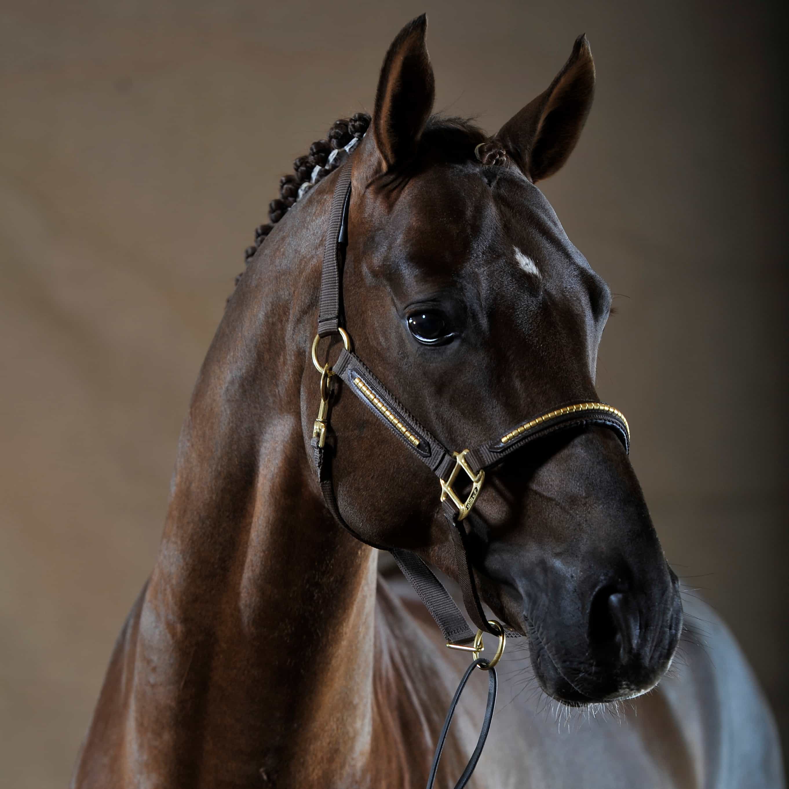 Elite Stallions - Stallions Discipline