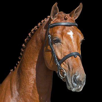 Elite Stallions - Stallions Discipline