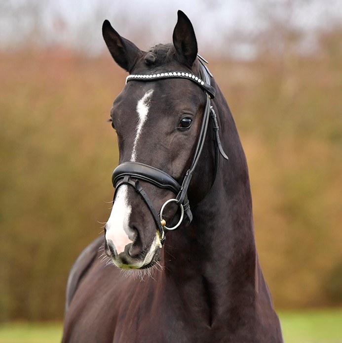 Elite Stallions - Stallions Discipline