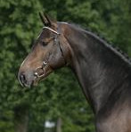 Elite Stallions - Stallions Discipline