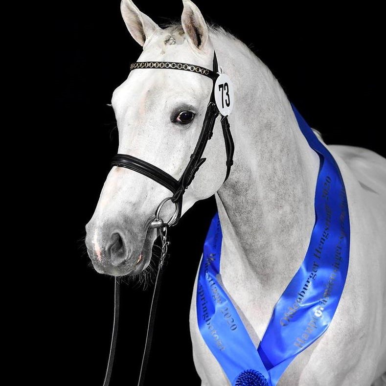 Elite Stallions - Stallions Discipline