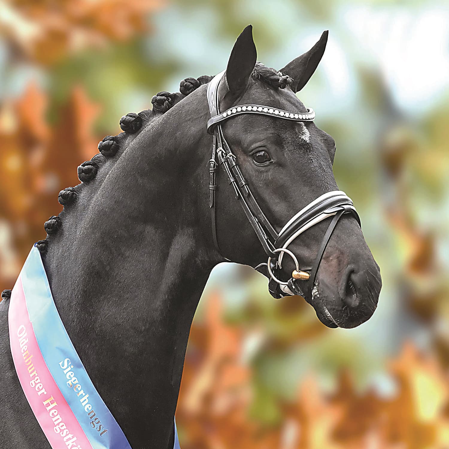 Elite Stallions - Stallions Discipline