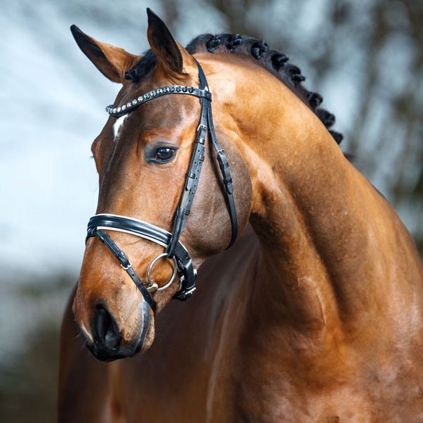 Elite Stallions - Stallions Discipline