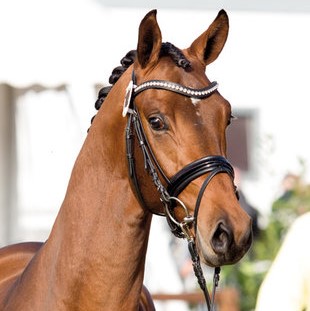 Elite Stallions - Stallions Discipline