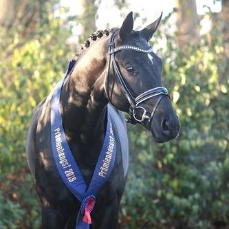 Elite Stallions - Stallions Discipline