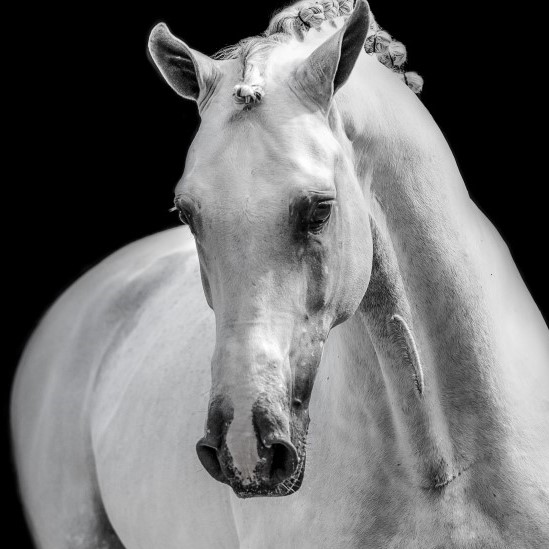 Elite Stallions - Stallions Discipline