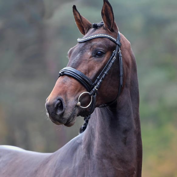 Elite Stallions - Stallions Discipline