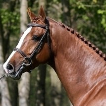 Elite Stallions - Stallions Discipline