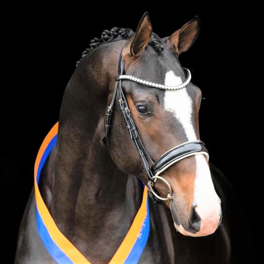 Elite Stallions - Stallions Discipline