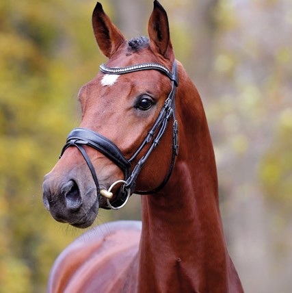 Elite Stallions - Stallions Discipline