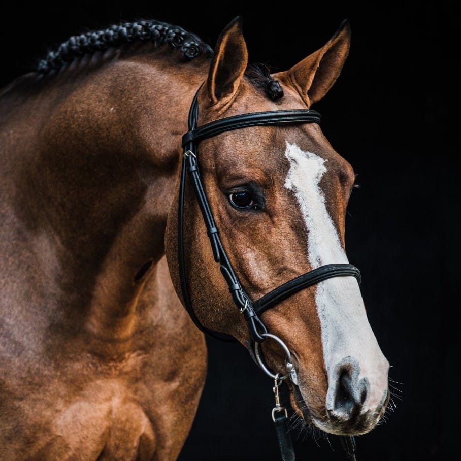 Elite Stallions - Stallions Discipline