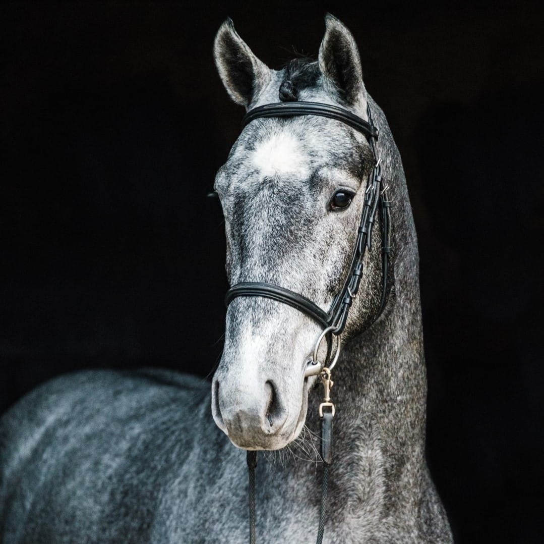 Elite Stallions - Stallions Discipline