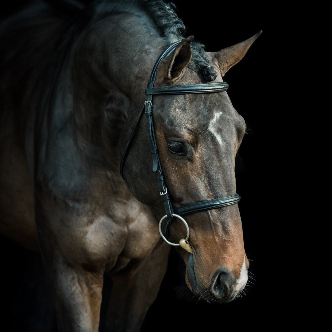 Elite Stallions - Stallions Discipline