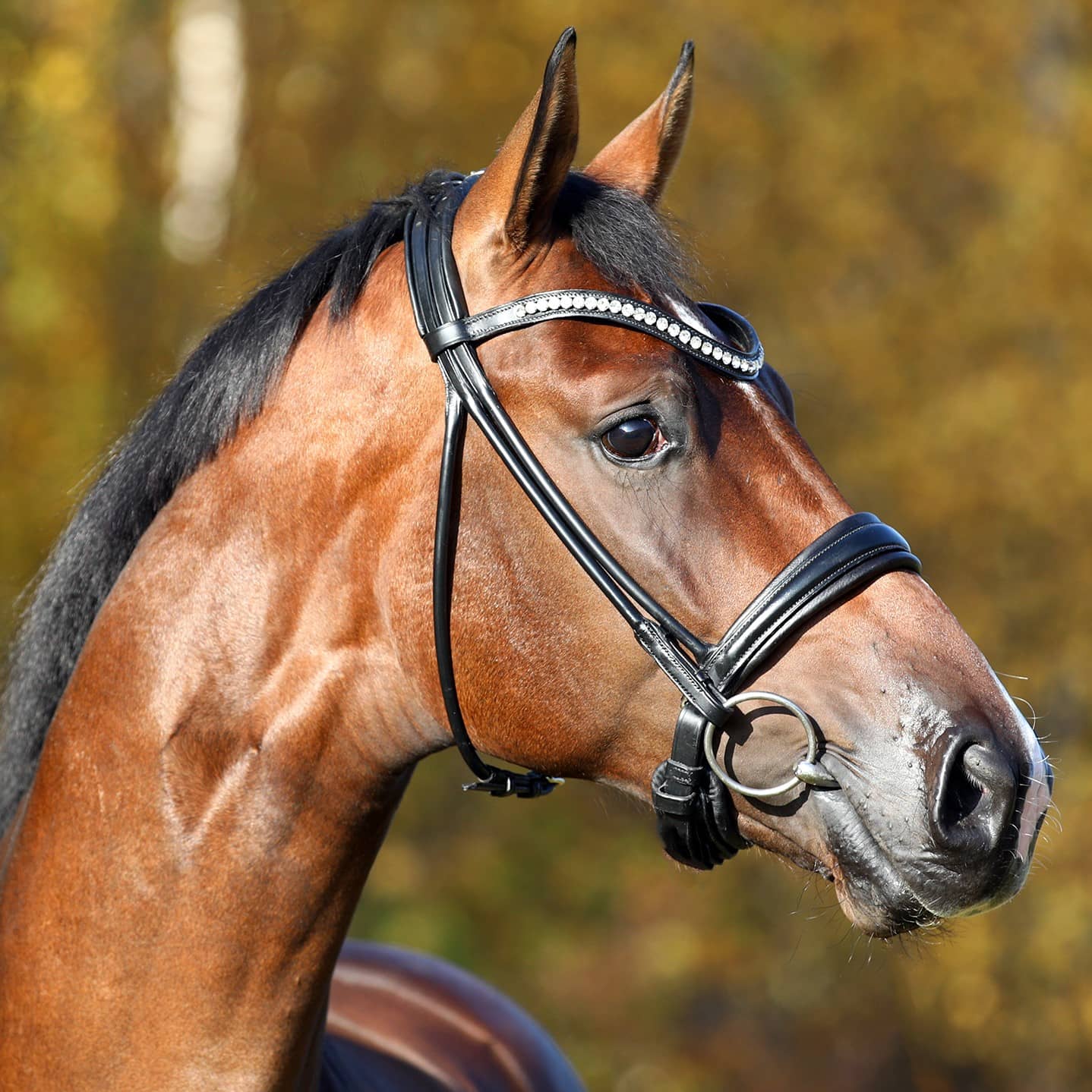 Elite Stallions - Stallions Discipline