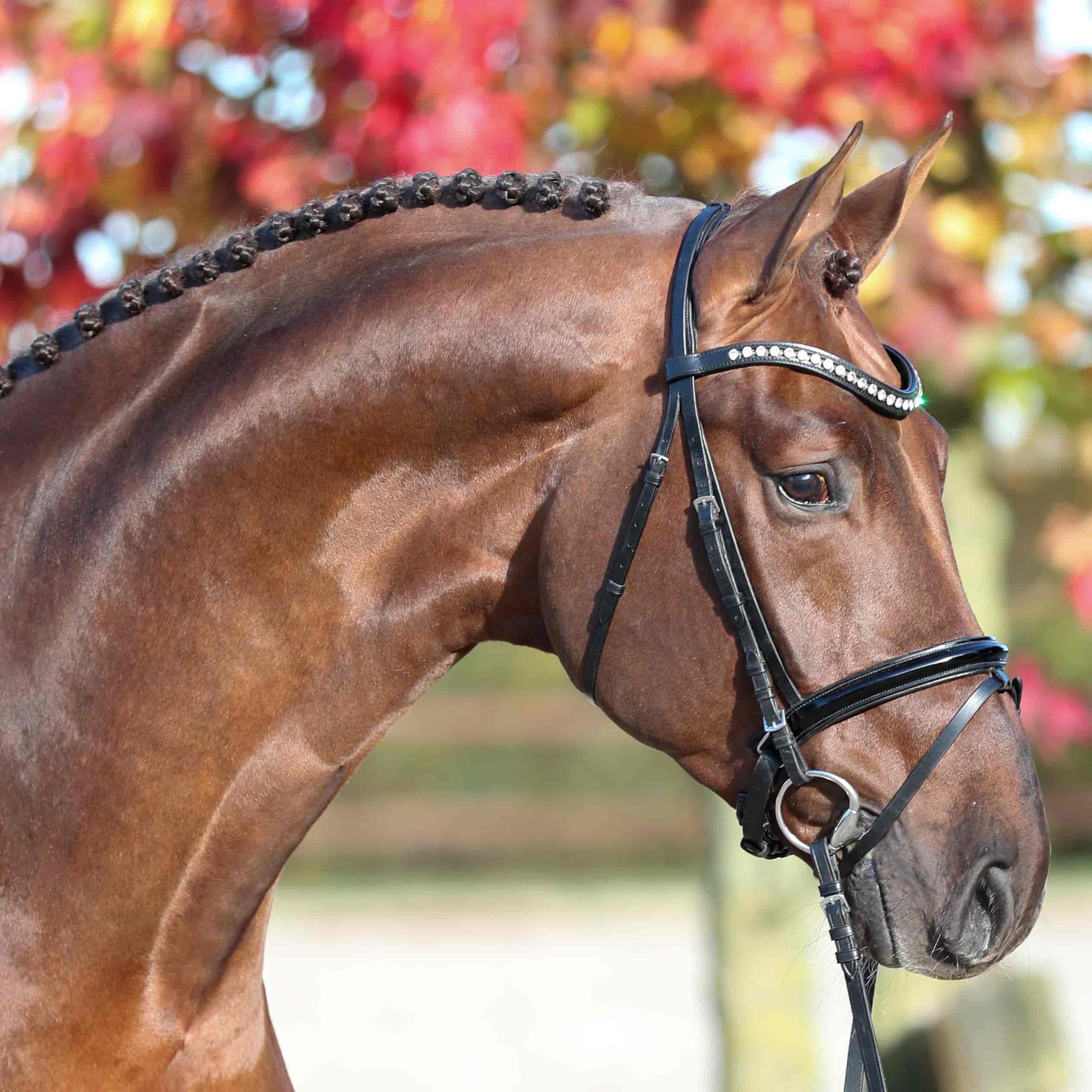 Elite Stallions - Stallions Discipline