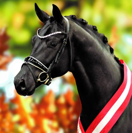 Elite Stallions - Stallions Discipline