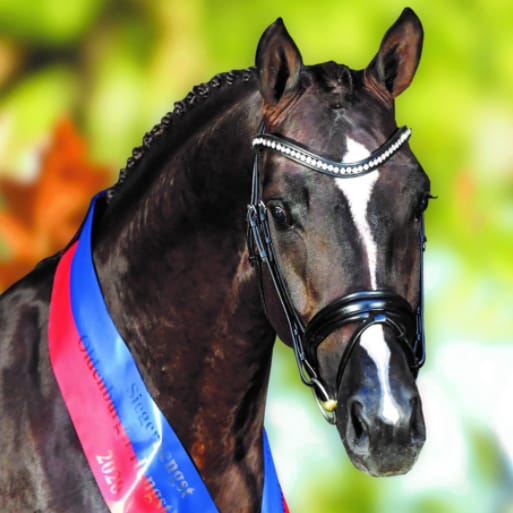 Elite Stallions - Stallions Discipline