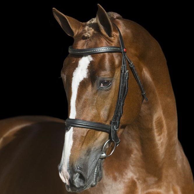 Elite Stallions - Stallions Discipline