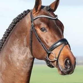 Elite Stallions - Stallions Discipline