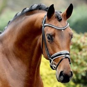 Elite Stallions - Stallions Discipline