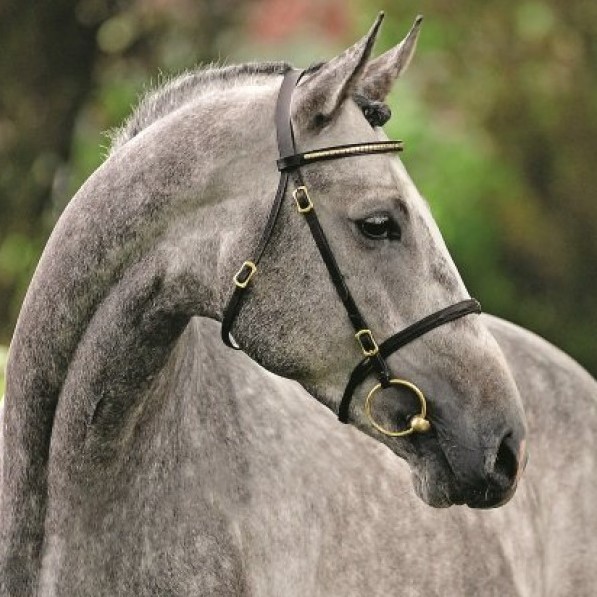 Elite Stallions - Stallions Discipline