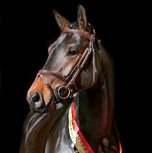 Elite Stallions - Stallions Discipline