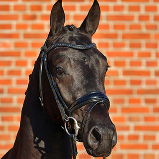 Elite Stallions - Stallions Discipline