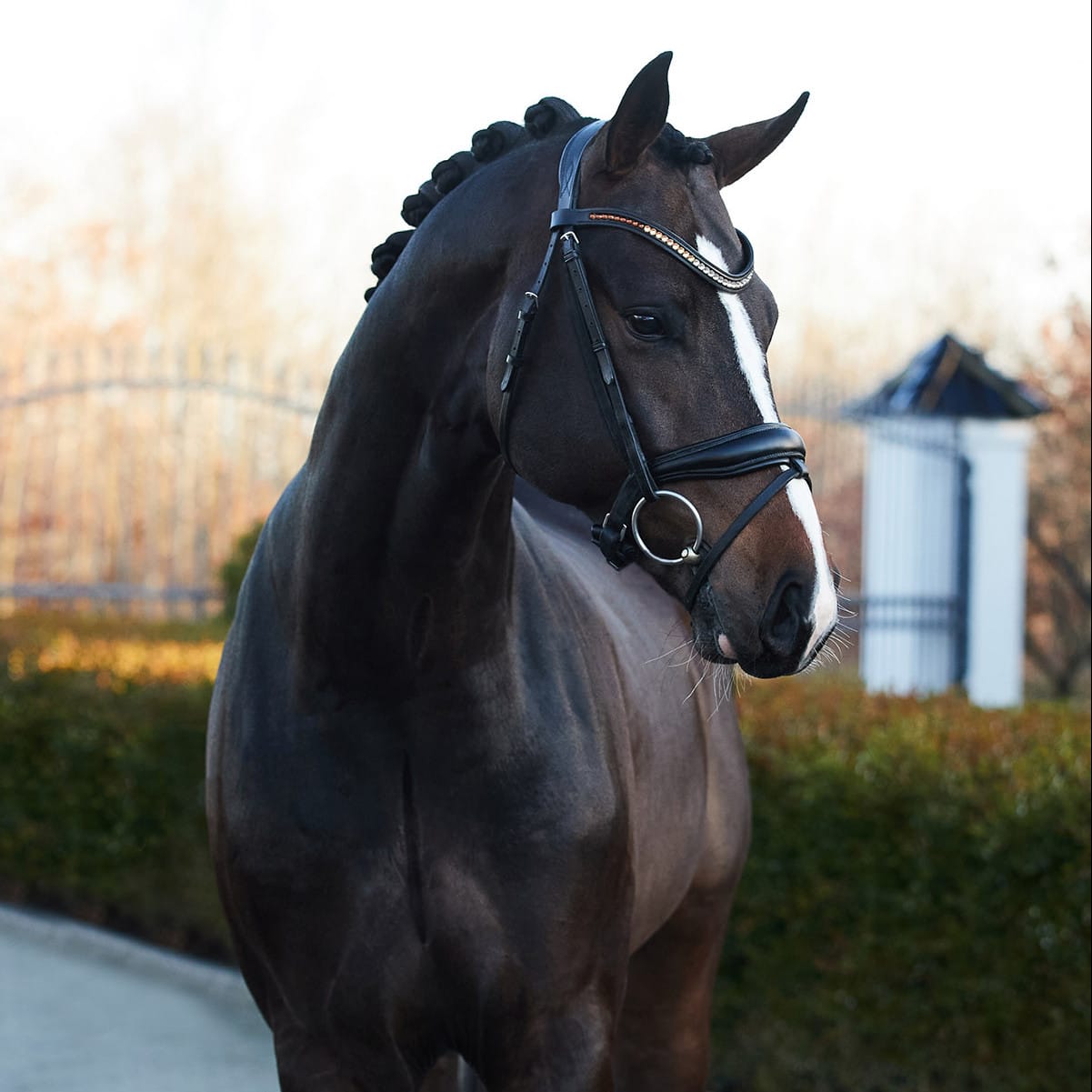 Elite Stallions - Stallions Discipline