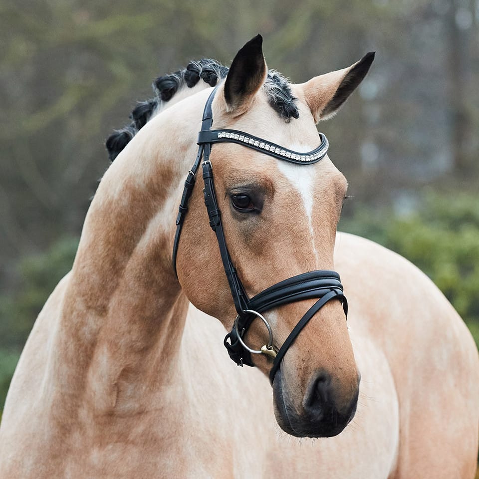 Elite Stallions - Stallions Discipline