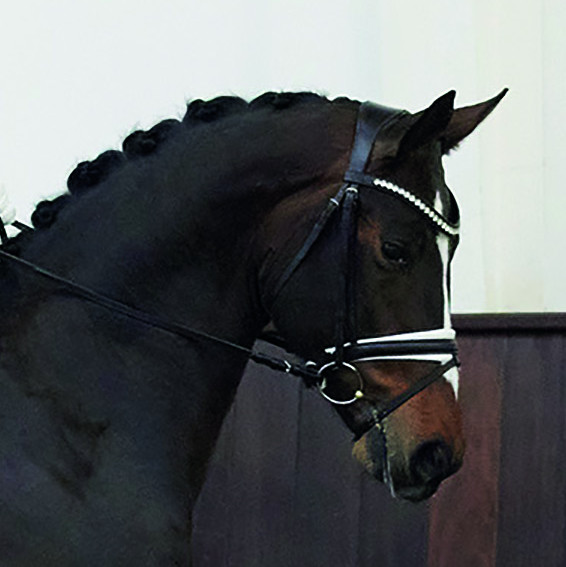 Elite Stallions - Stallions Discipline