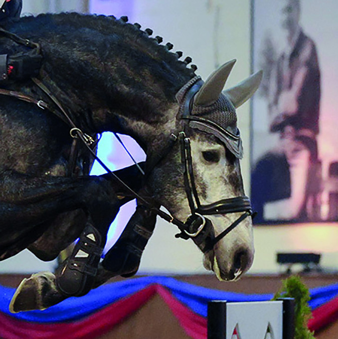 Elite Stallions - Stallions Discipline