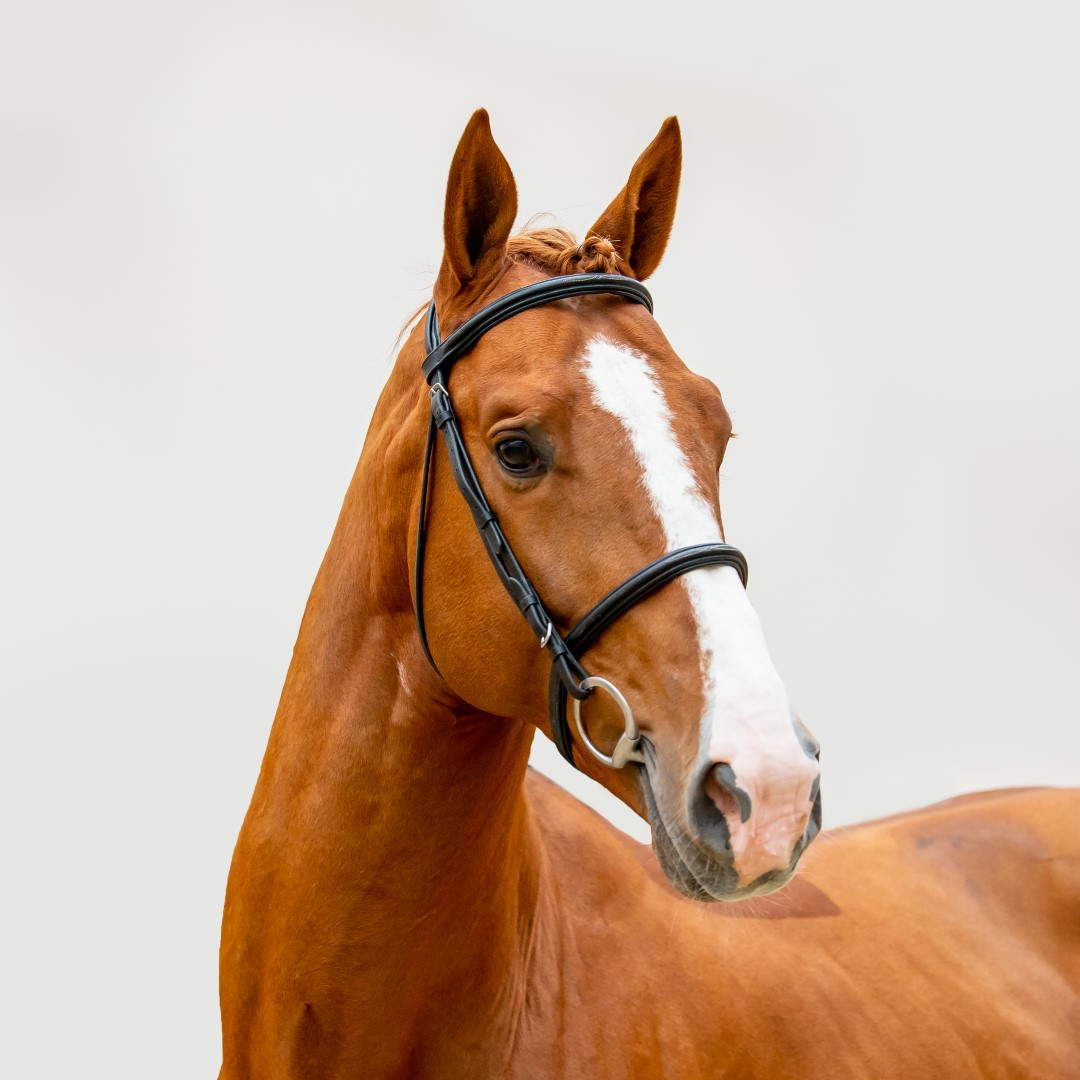 Elite Stallions - Stallions Discipline