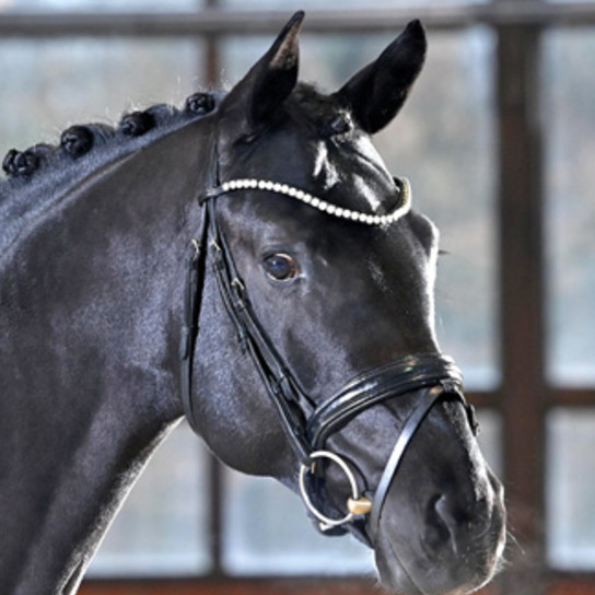 Elite Stallions - Stallions Discipline