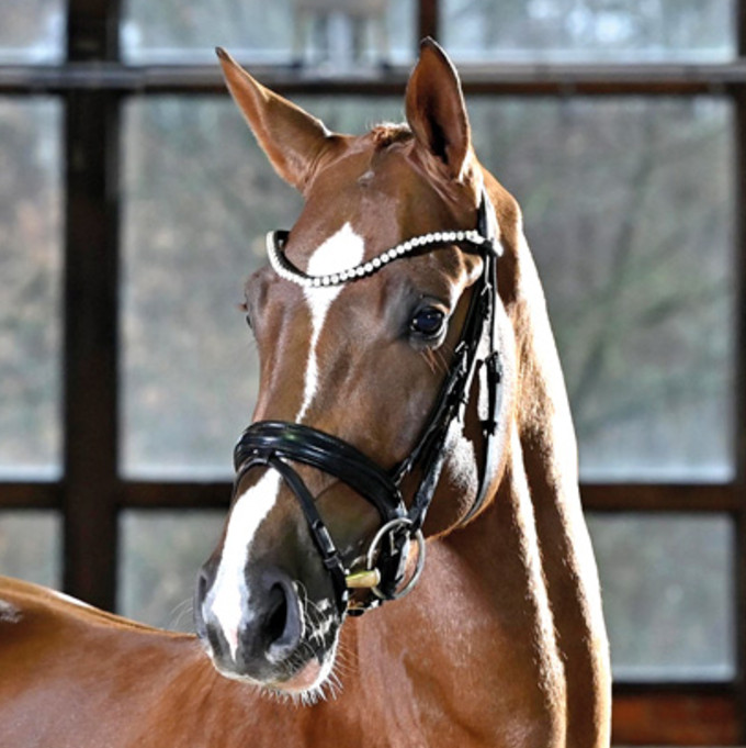 Elite Stallions - Stallions Discipline