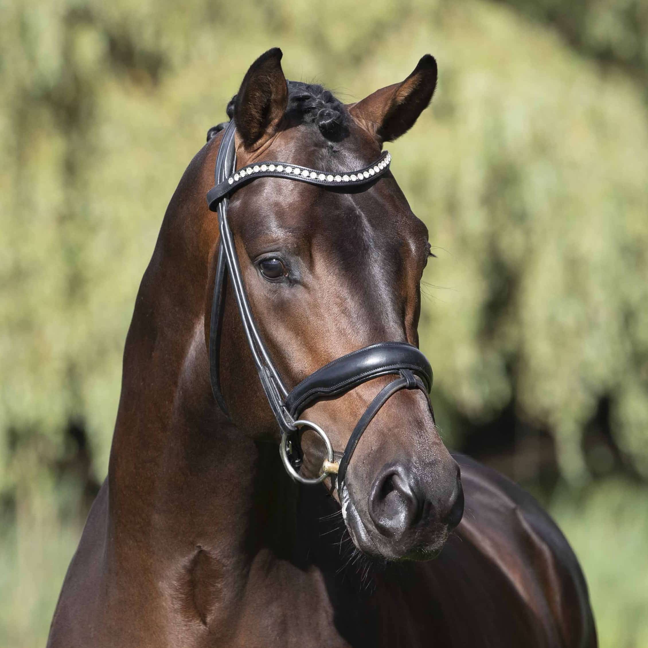 Elite Stallions - Stallions Discipline
